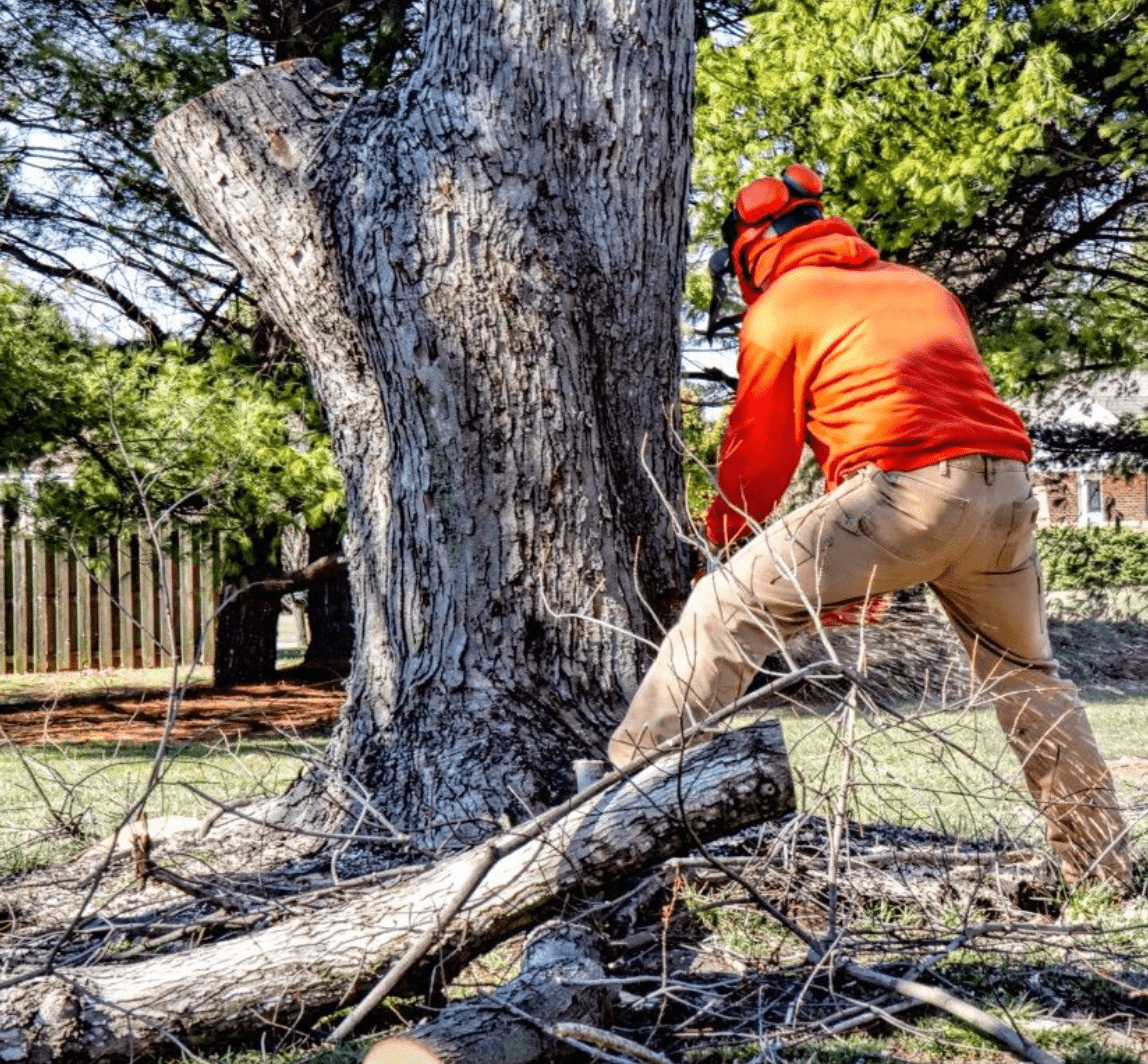 Tree Care Pros West New York | Expert Tree Services NJ
